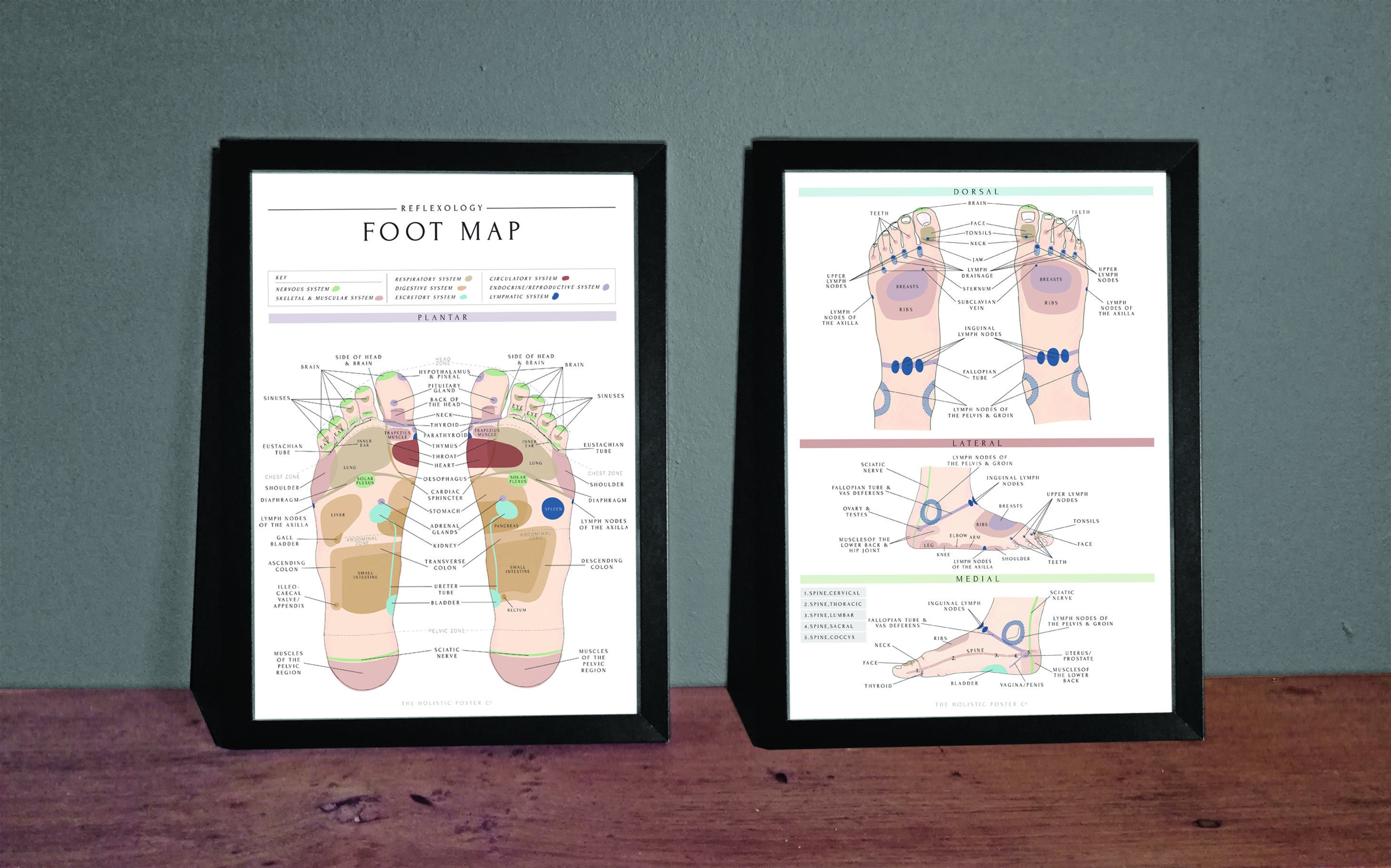 Vertebral Column Reflexology Chart Print Labelled Medial Lateral Chart ... Vertebral Column Reflexology Chart Print Labelled Medial Lateral Chart ...