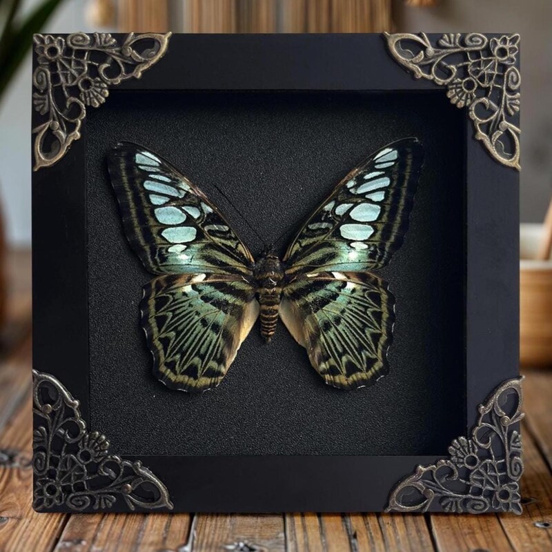 Butterfly Display - Etsy