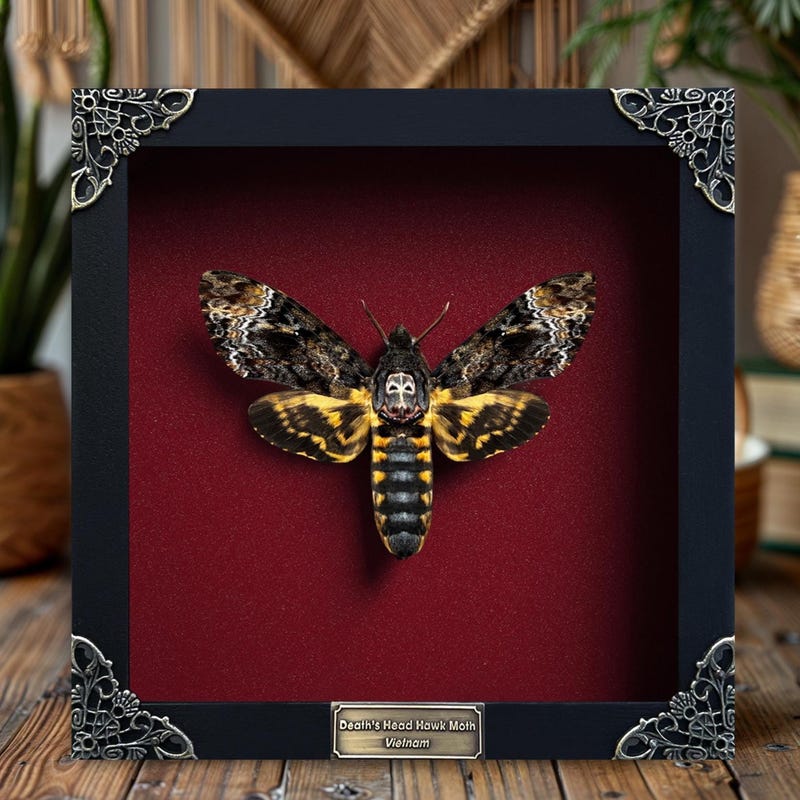 Metal Insects Frame - Etsy