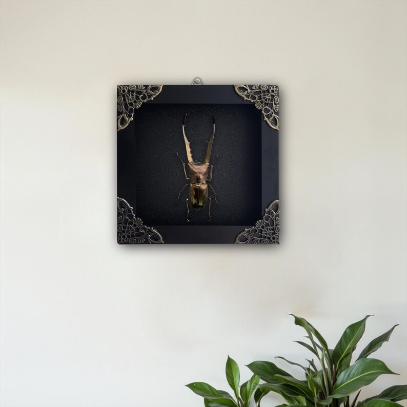 Framed Real Stag Beetle Wall Art Boho Bug Decor Insect Shadow Box ...