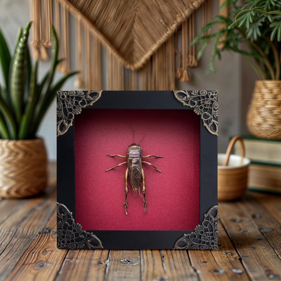 Entomology Lover Gift Taxidermy Cricket Wall Art Frame Real Insect ...