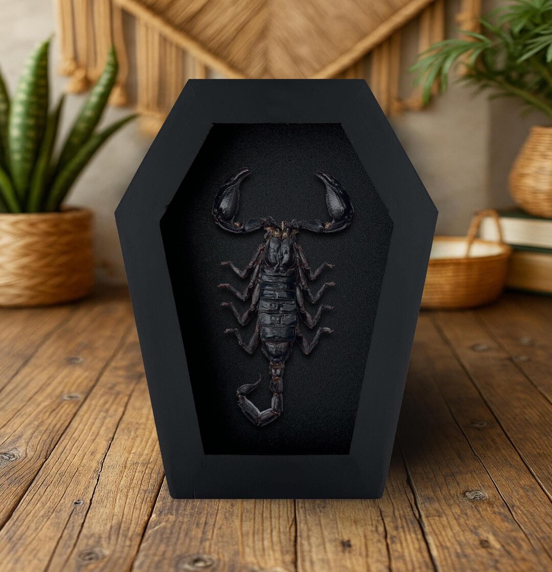 Real Preserved Black Scorpion in Coffin-shaped Display Case Unique ...