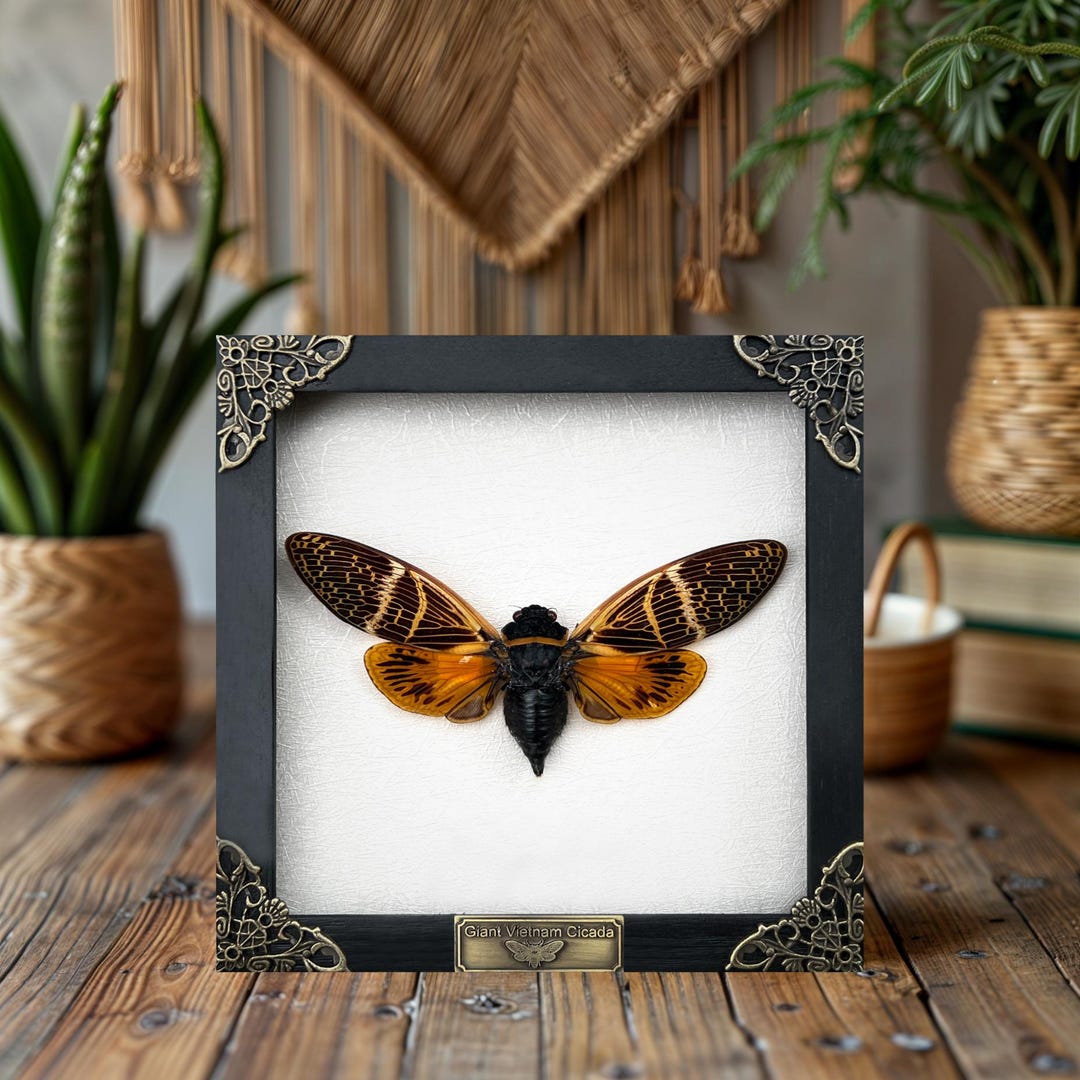 Dried Giant Cicada Taxidermy in Shadow Box, Entomology Display, Real ...