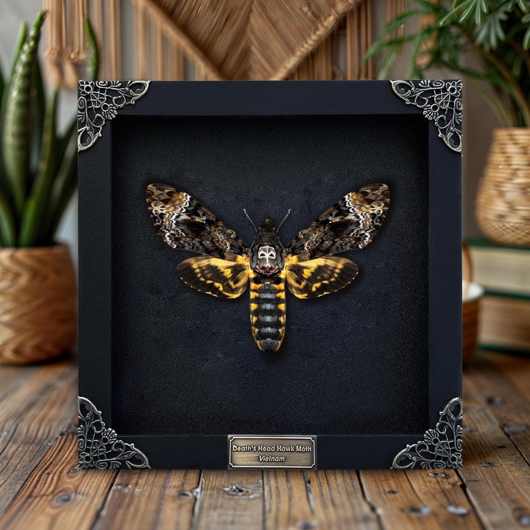 Framed Skull Moth Real Death’s Head Hawkmoth Gothic Insect Specimen ...