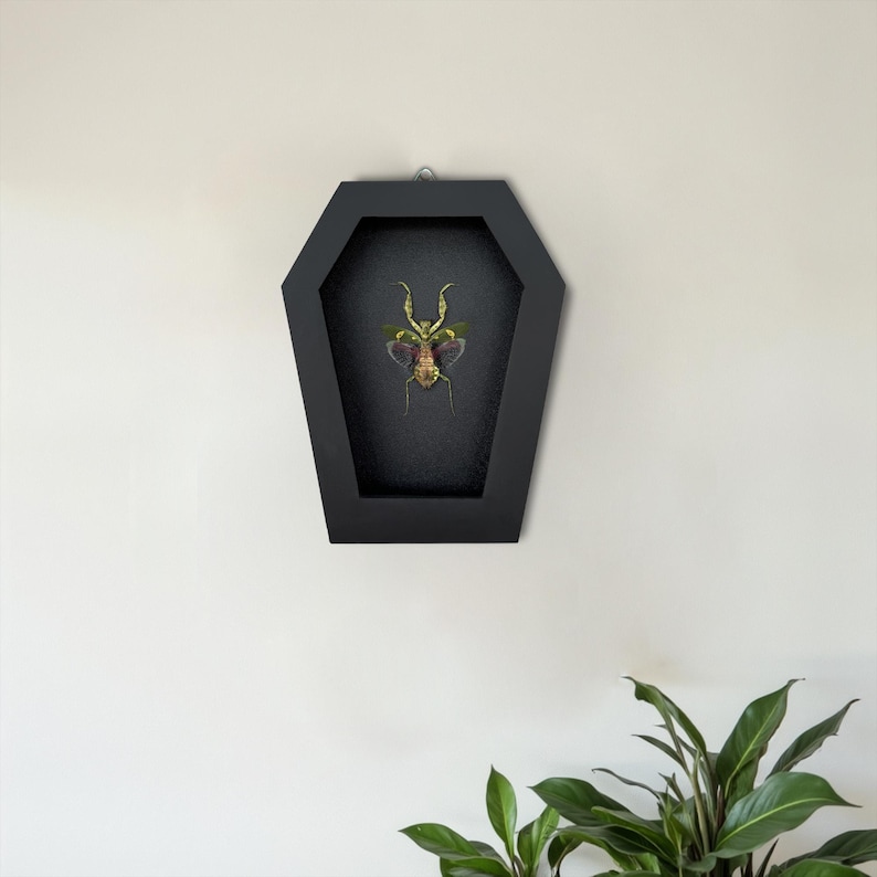 Real Preserved Praying Mantis in Coffin Framed– Unique Insect Specimen ...