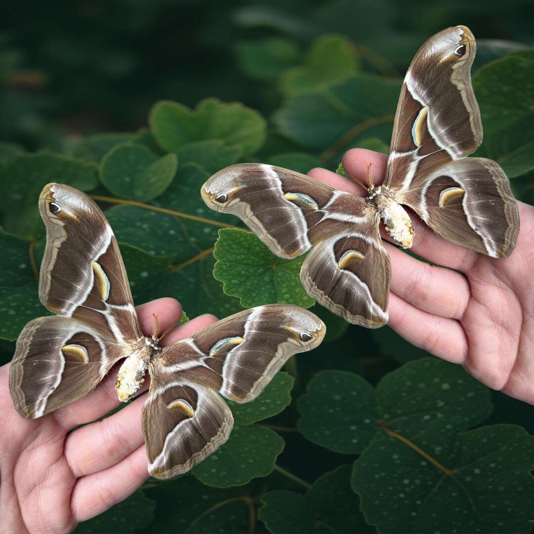 2 Real Silk Moths Taxidermy Dry Insect Specimen Unmounted Insect ...