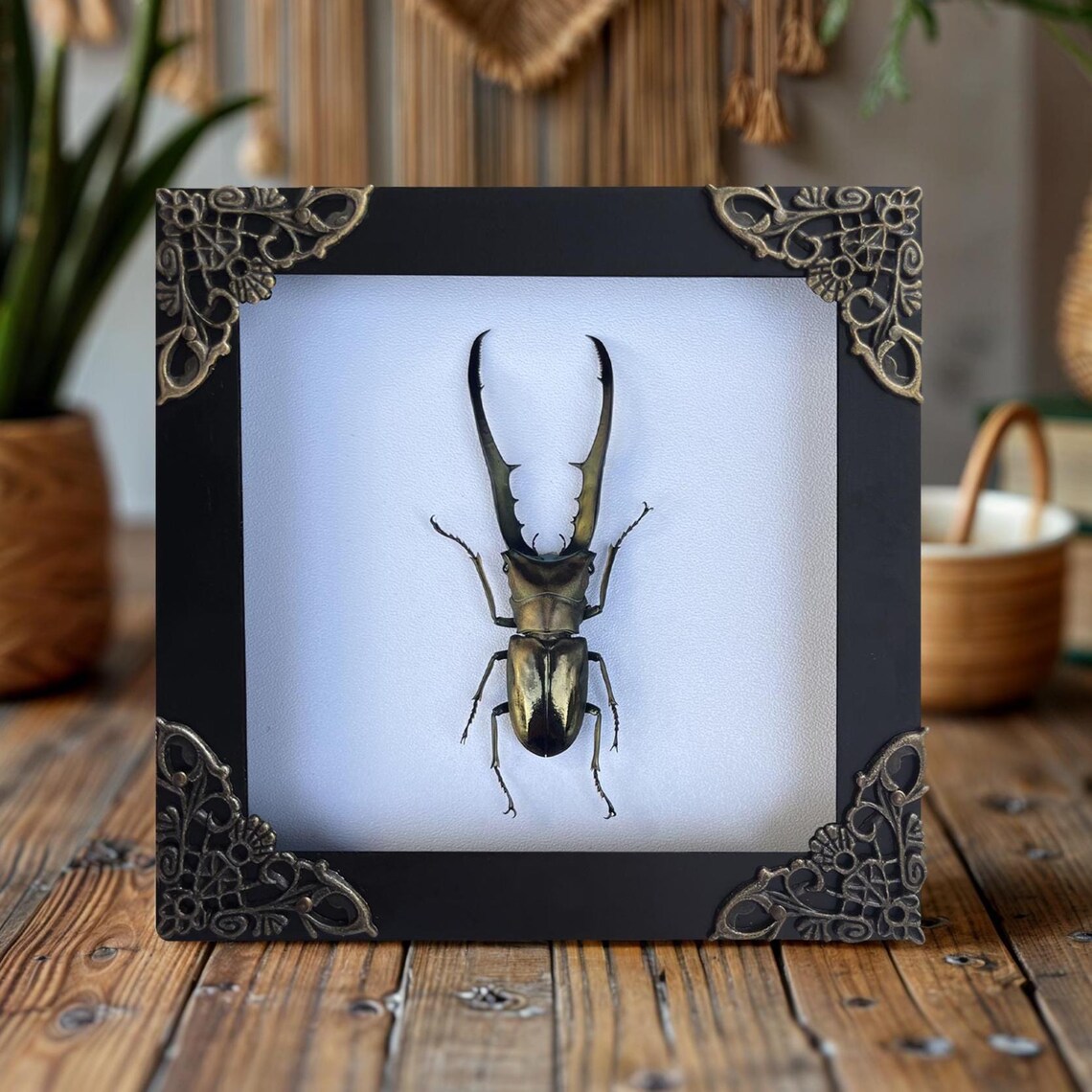Taxidermy Stag Beetle Framed Wall Hanging Art Decor Pinned Insect ...