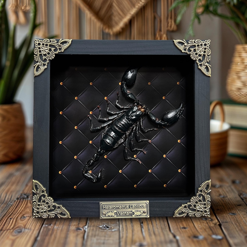 Big Size Taxidermy Giant Asian Forest Scorpion Wall Art Frame Home ...