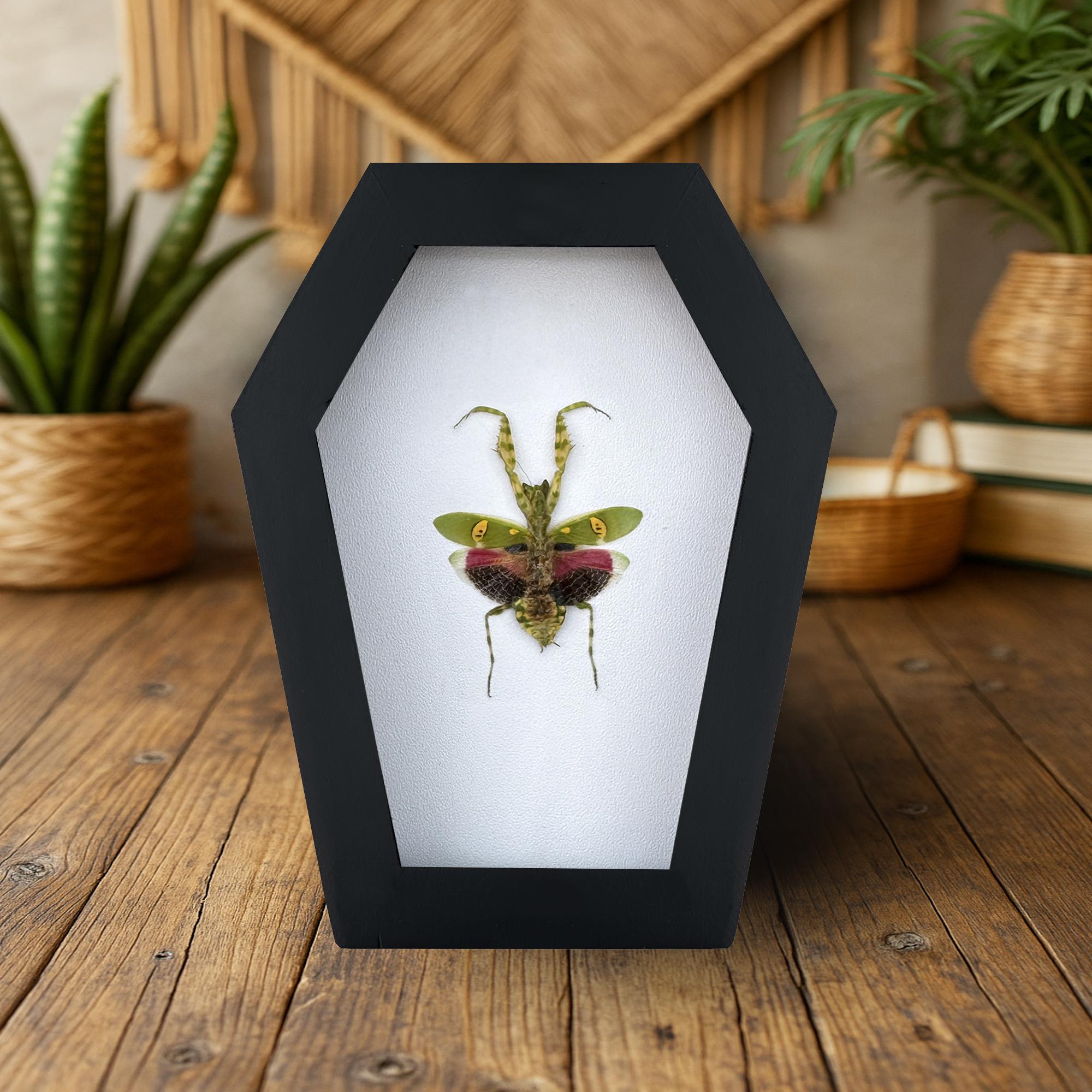 Real Preserved Praying Mantis in Coffin Framed– Unique Insect Specimen ...