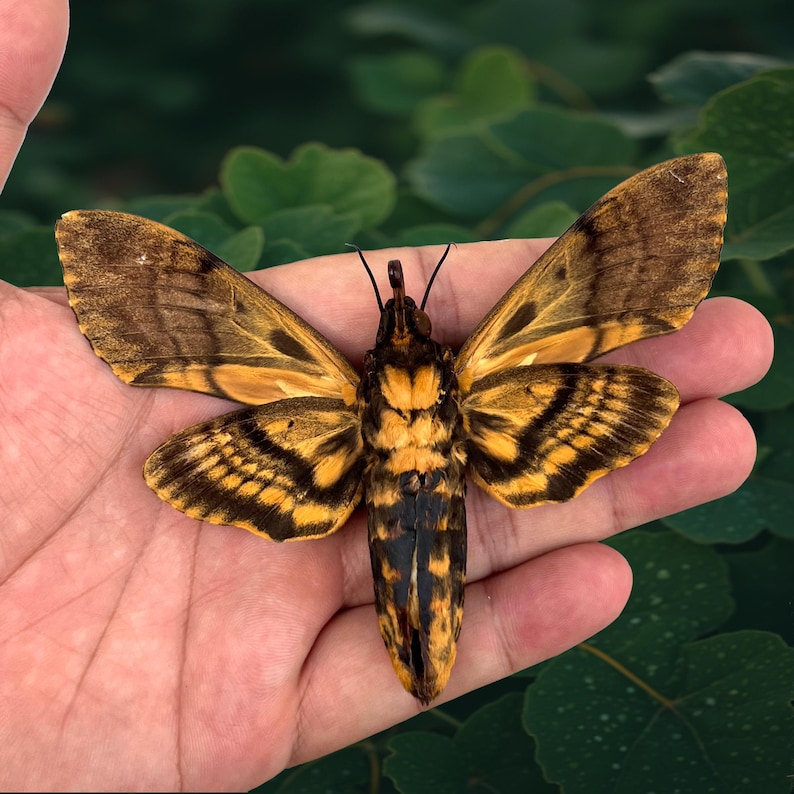 Taxidermy Death’s-head Hawkmoth - Real Dried Acherontia Specimen for ...