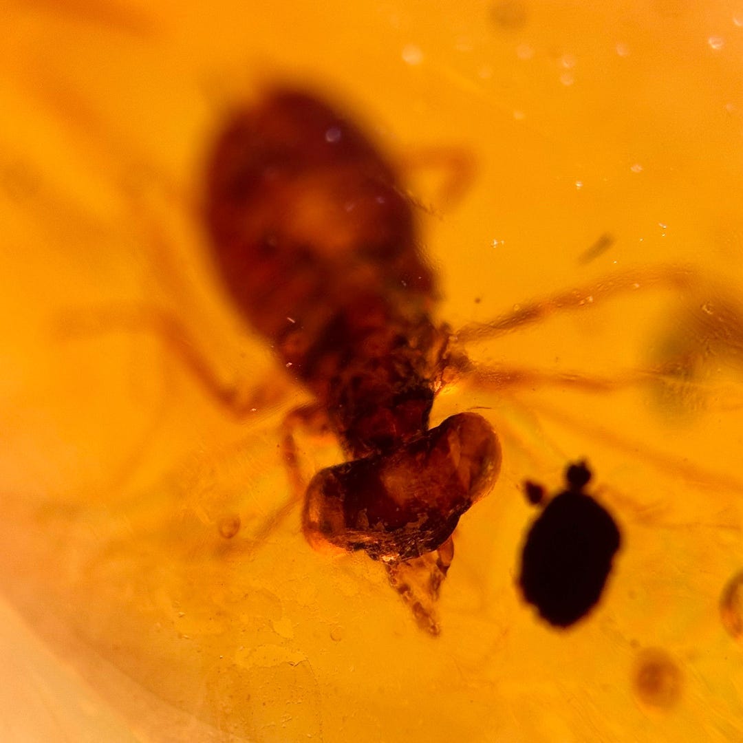 EXTINCT ALIENOPTERA LARVA in Burmese / Burmite Amber Fossil / 100% ...