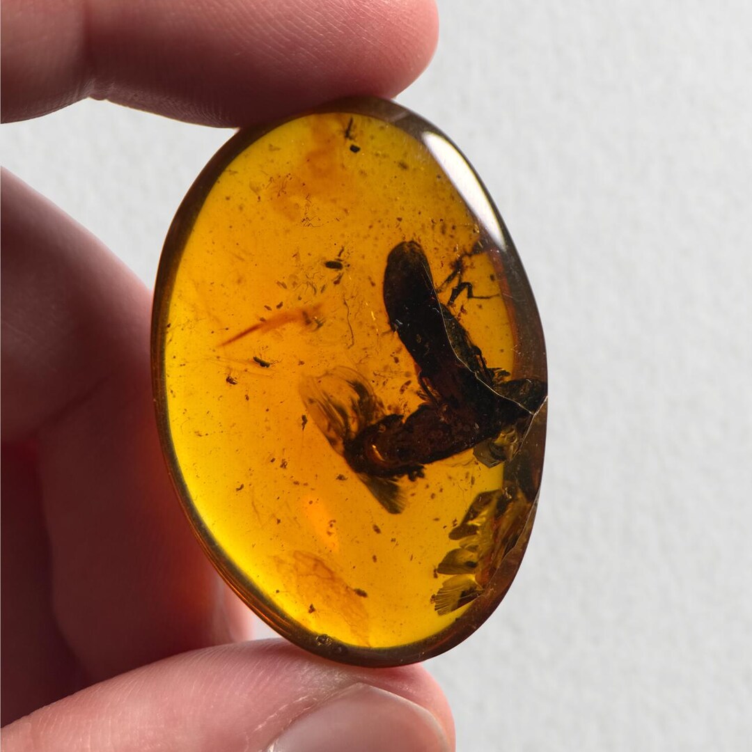 TWO HUGE Beetles in Burmese / Burmite Amber Fossil / 100% Genuine Amber ...