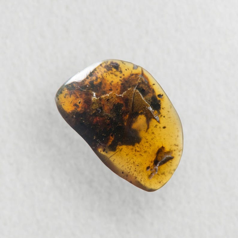 SNAIL SHELL in Burmese / Burmite Amber Fossil / 100% Genuine Amber ...