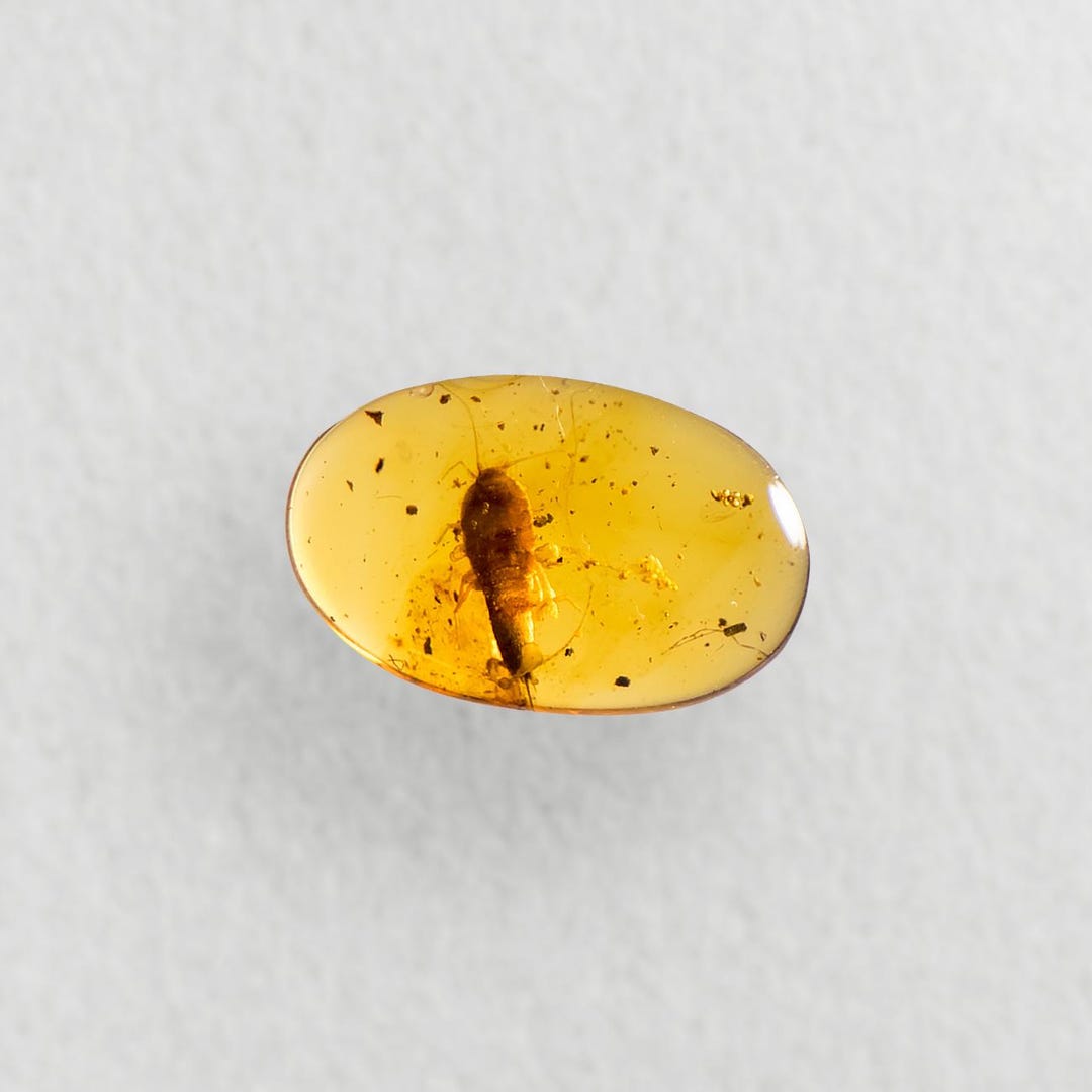 Zygentoma in Burmese / Burmite Amber Fossil / 100% Genuine Amber ...