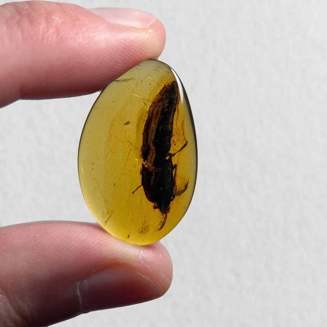 HUGE Beetle in Burmese / Burmite Amber Fossil / 100% Genuine Amber ...