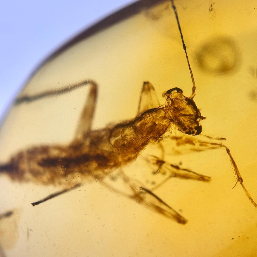PRAYING MANTIS JUVENILE in Burmese / Burmite Amber Fossil / 100% ...
