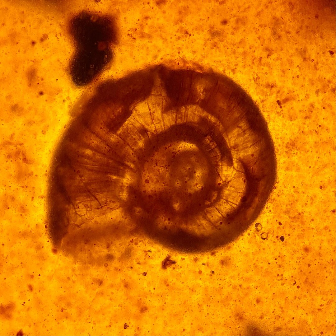 SNAIL SHELL in Burmese / Burmite Amber Fossil / 100% Genuine Amber ...