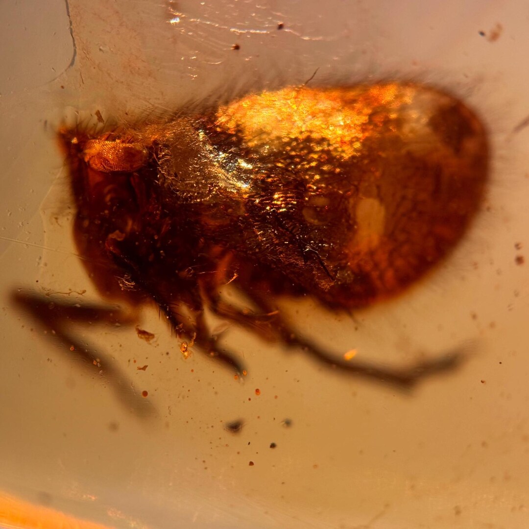 ISSIDAE in Burmese / Burmite Amber Fossil / 100% Genuine Amber ...