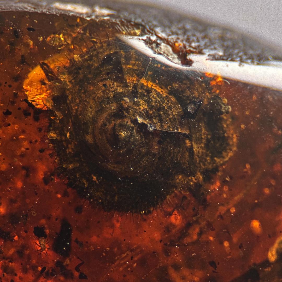 THORNY SNAIL in Burmese / Burmite Amber Fossil / 100% Genuine Amber ...