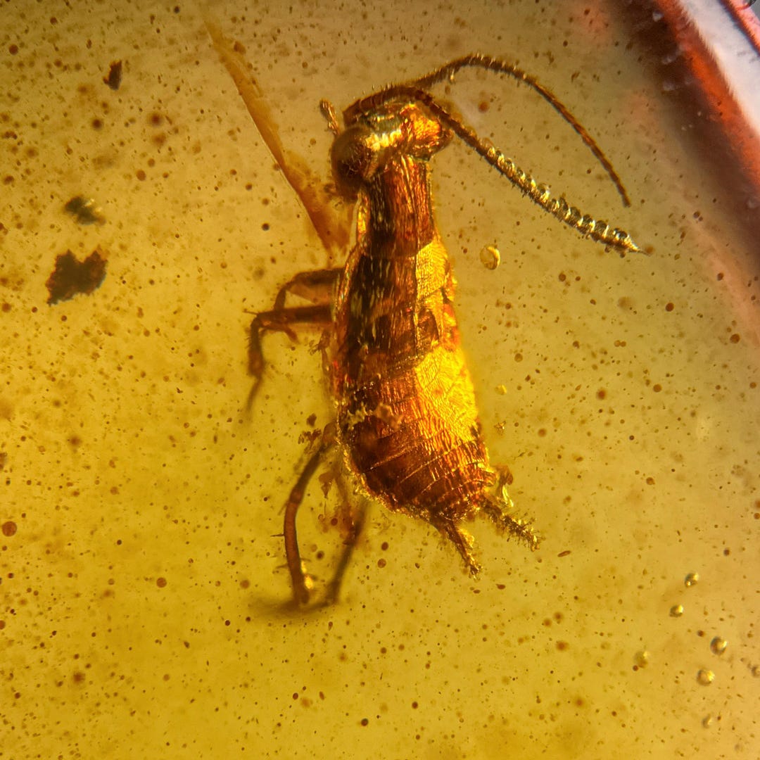 Alienoptera Larva in Burmese / Burmite Amber Fossil / 100% Genuine ...