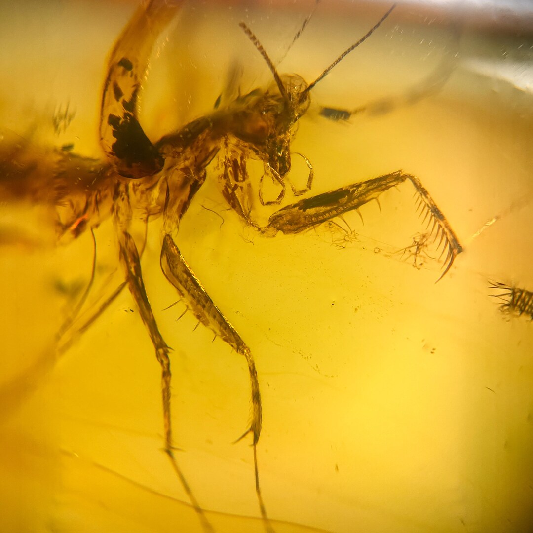 PRAYING MANTIS in Burmese / Burmite Amber Fossil / 100% Genuine Amber ...