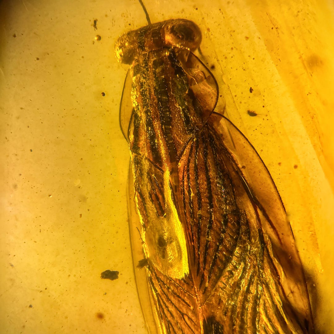 COCKROACH With Pattern in Burmese / Burmite Amber Fossil / 100% Genuine ...