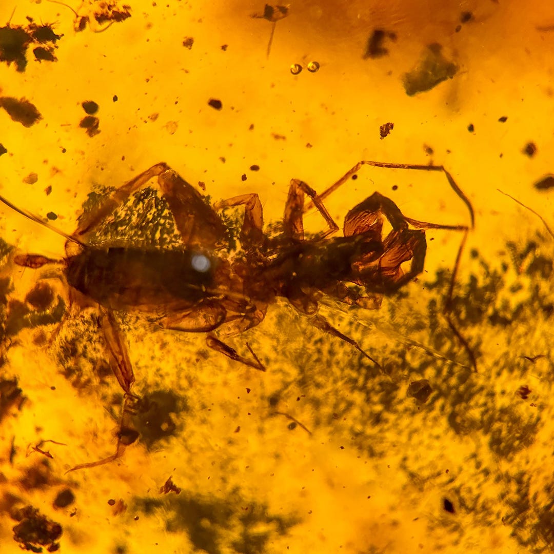 Schizomida Inclusion in Burmese / Burmite Amber Fossil / 100% Genuine ...
