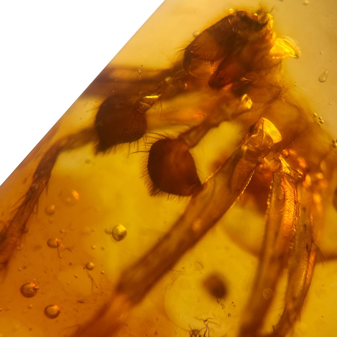 Spider (unusual Pedipalps) in Burmese / Burmite Amber Fossil / 100% ...