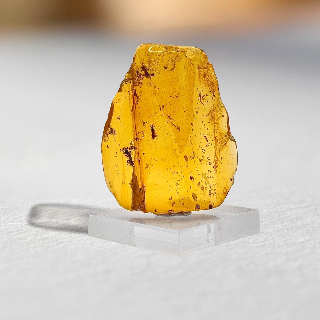 Extinct Aenictopecheidae in Burmese / Burmite Amber Fossil / 100% ...