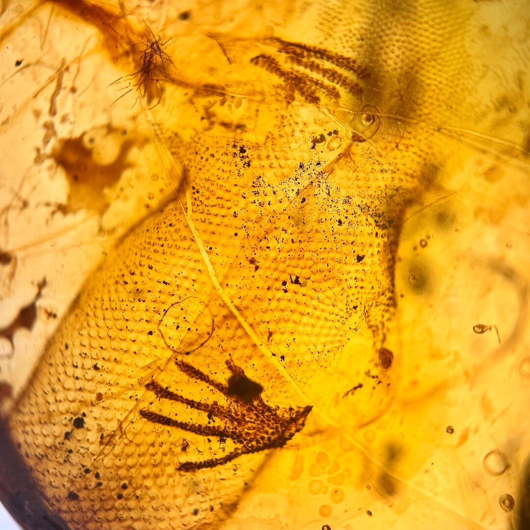 LIZARD REMAINS in Burmese / Burmite Amber Fossil / 100% Genuine Amber ...