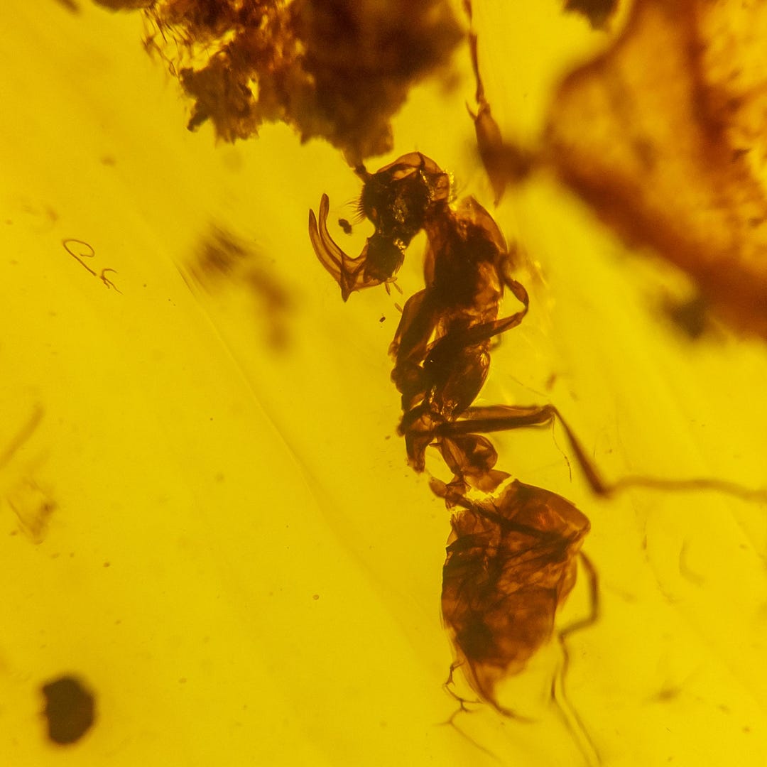 HELL ANT Haidomyrmex in Burmese / Burmite Amber Fossil / 100% Genuine ...
