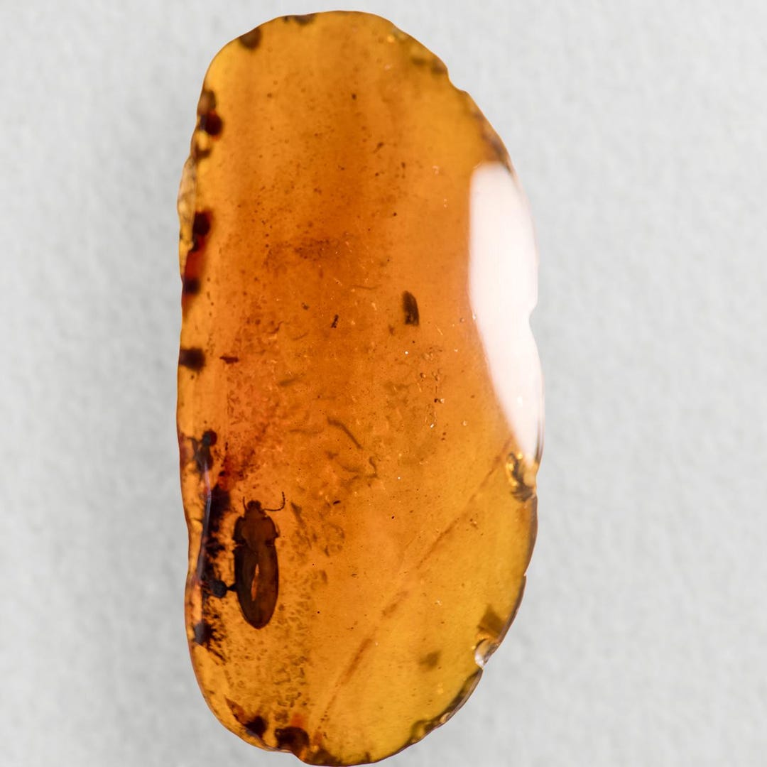 Burmese Amber Fossil: Large Beetle Inclusion, 99 Million Years Old - Etsy