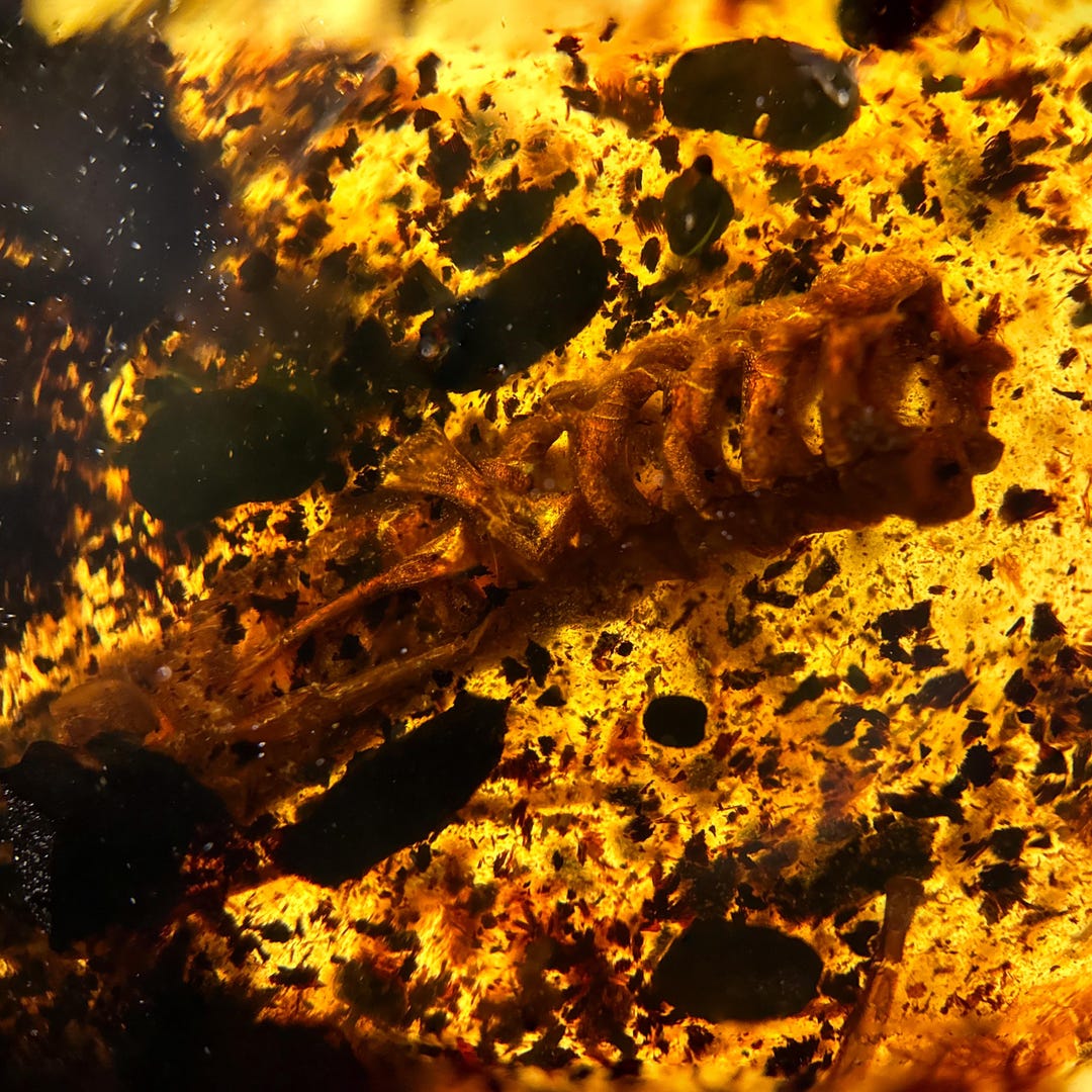 LIZARD SPINE in Burmese / Burmite Amber Fossil / 100% Genuine Amber ...