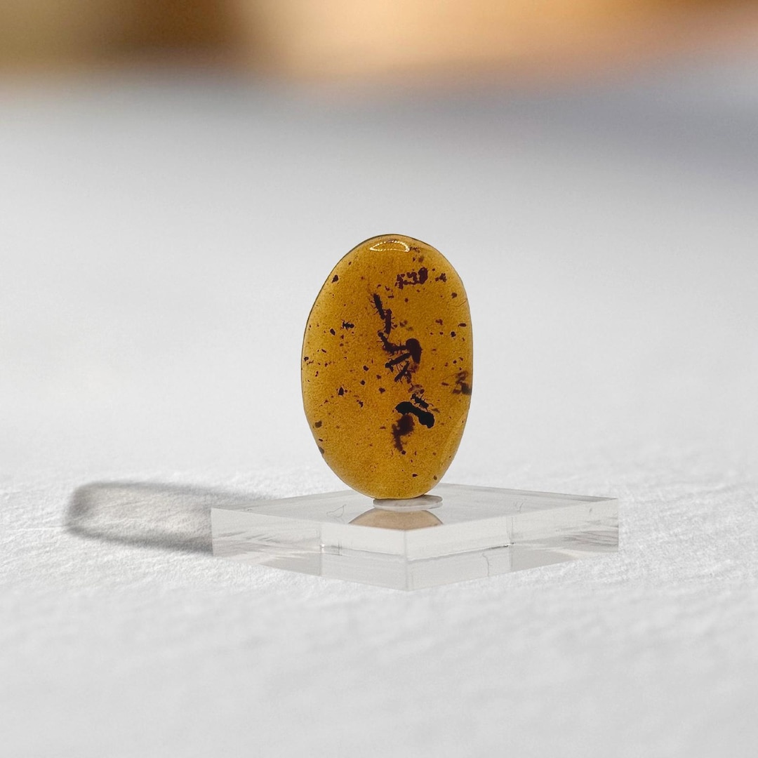 Burmese Amber Fossil: Sap Beetle Nest Inclusion, 99 Million Years Old ...