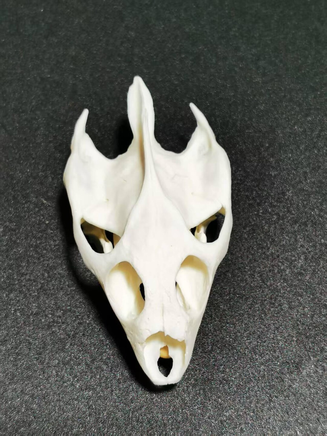 Unique Tortoise Skull Real Natural Specimen, Exotic Taxidermy, Perfect ...