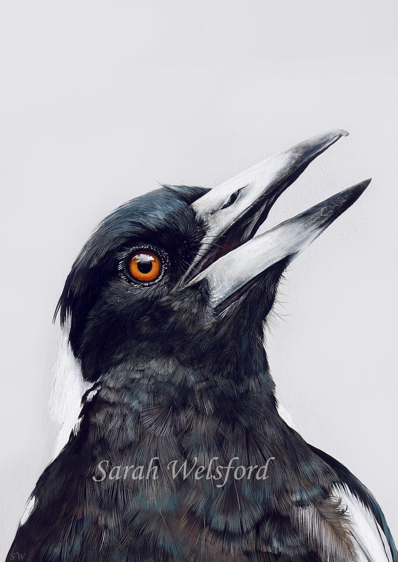 Digital File Fine Art Print Magpie Australian Birds - Etsy