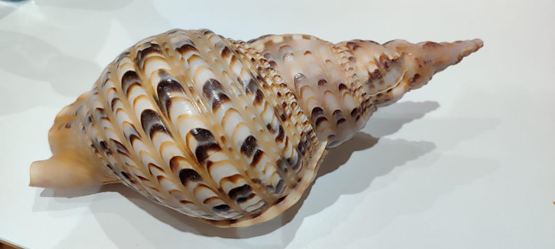 Super Large Triton Trumpet Shell - Etsy