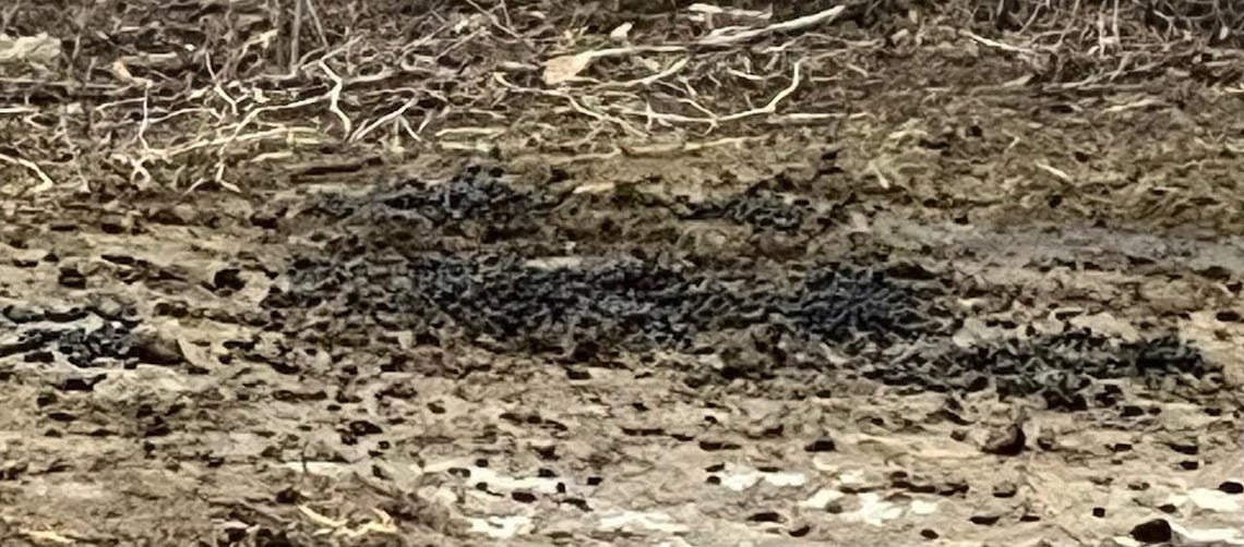 Alpaca and Llama Poo / Beans / Manure / Fertilizer / Tea / Garden ...