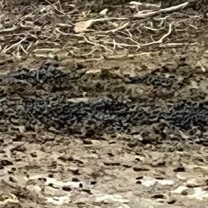 Alpaca and Llama Poo / Beans / Manure / Fertilizer / Tea / Garden ...
