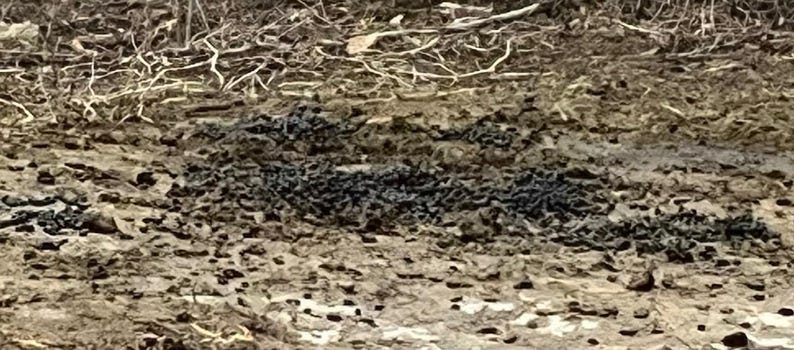 Alpaca and Llama Poo / Beans / Manure / Fertilizer / Tea / Garden ...