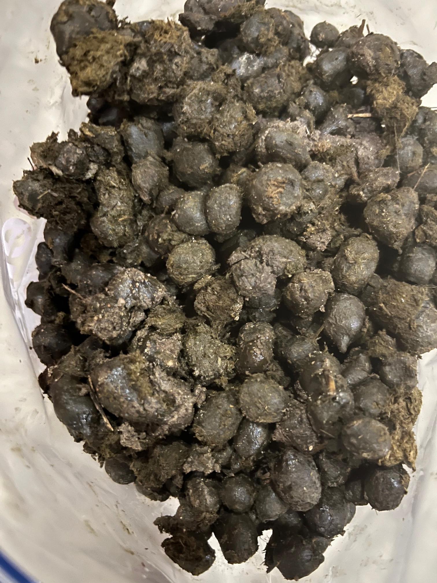 Alpaca and Llama Poo / Beans / Manure / Fertilizer / Tea / Garden ...