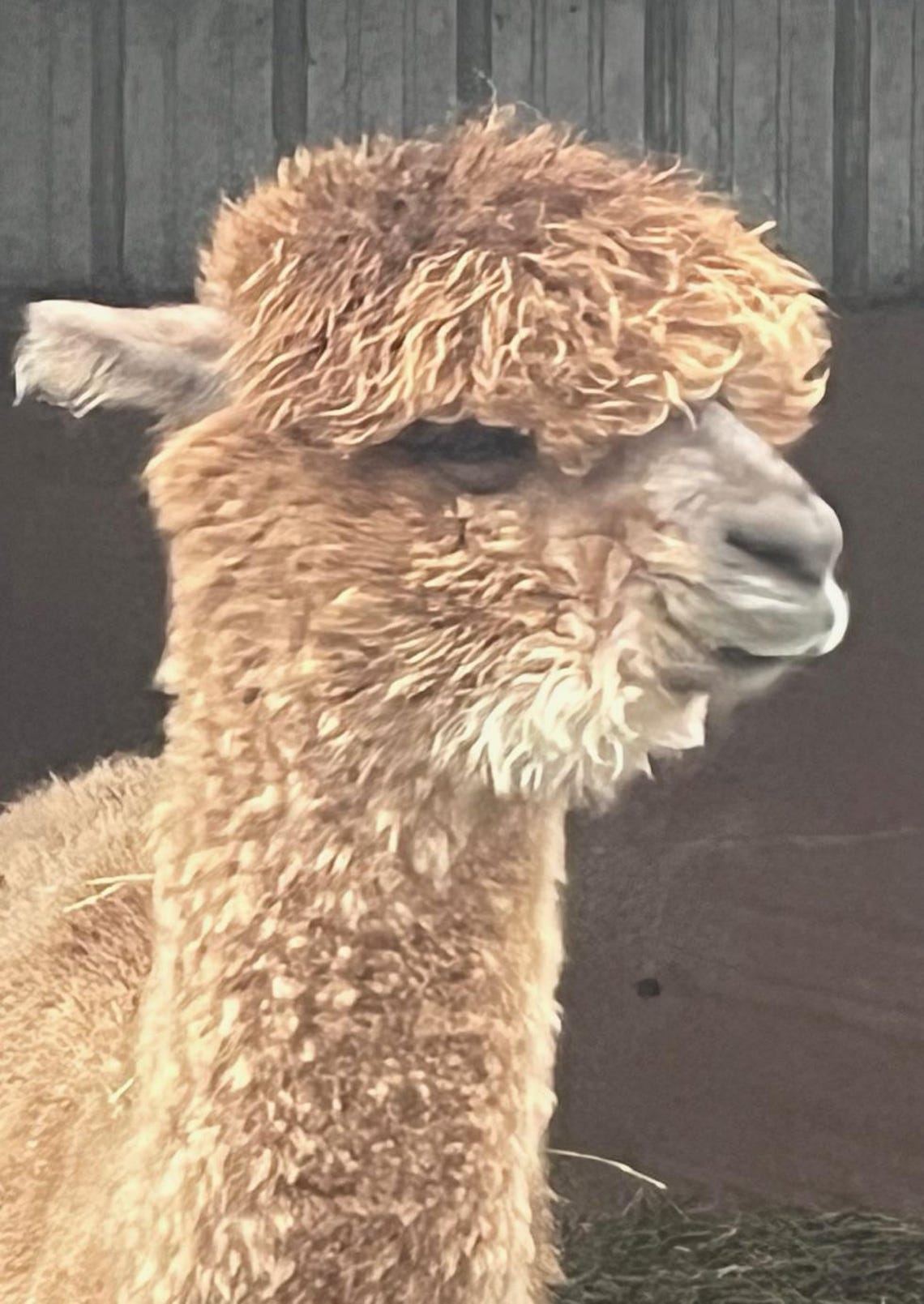 Alpaca and Llama Poo / Beans / Manure / Fertilizer / Tea / Garden ...