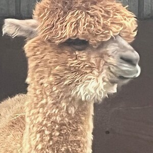 Alpaca and Llama Poo / Beans / Manure / Fertilizer / Tea / Garden ...