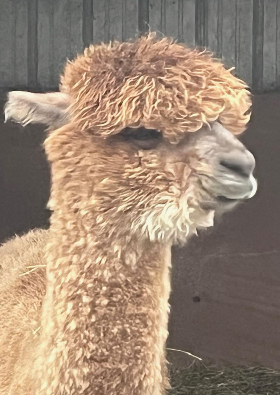 Alpaca and Llama Poo / Beans / Manure / Fertilizer / Tea / Garden ...