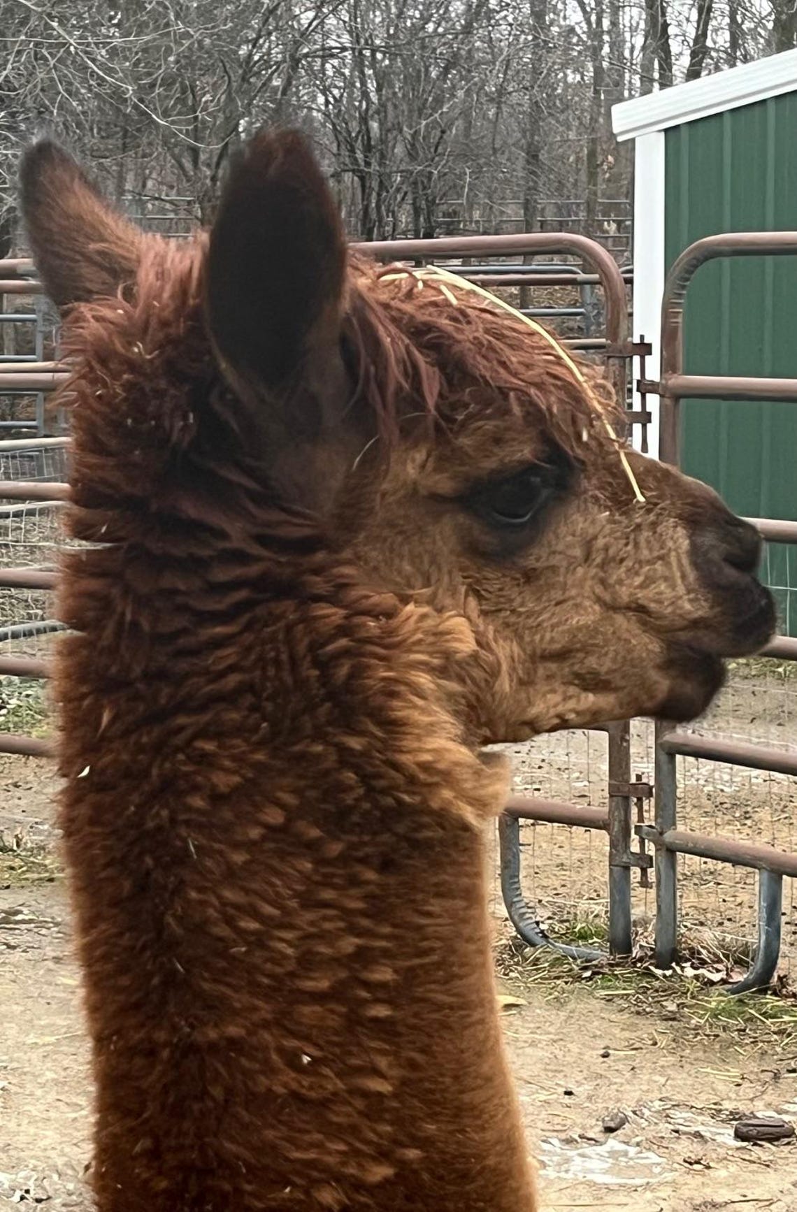 Alpaca and Llama Poo / Beans / Manure / Fertilizer / Tea / Garden ...