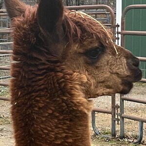 Alpaca and Llama Poo / Beans / Manure / Fertilizer / Tea / Garden ...