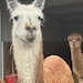 Alpaca and Llama Poo / Beans / Manure / Fertilizer / Tea / Garden ...
