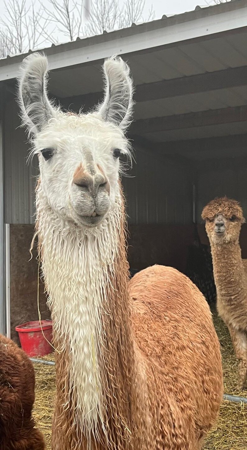 Alpaca and Llama Poo / Beans / Manure / Fertilizer / Tea / Garden ...
