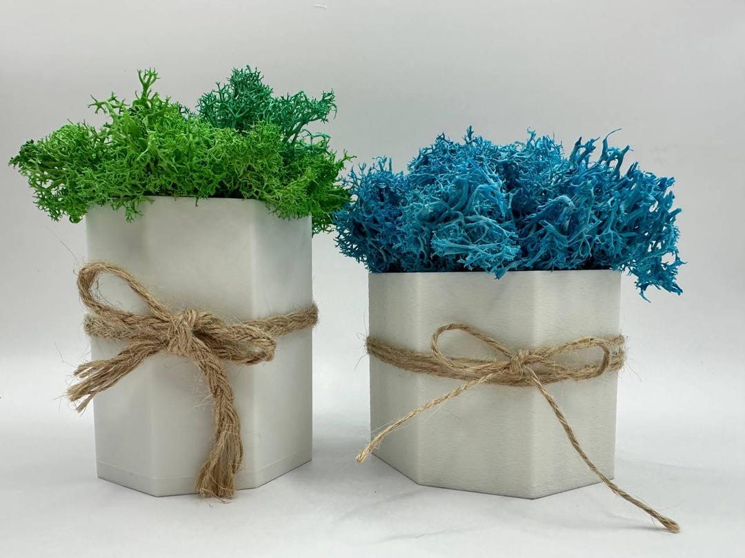 Evermoss Planter – Custom Stabilized Moss Pot for Home & Office | No ...