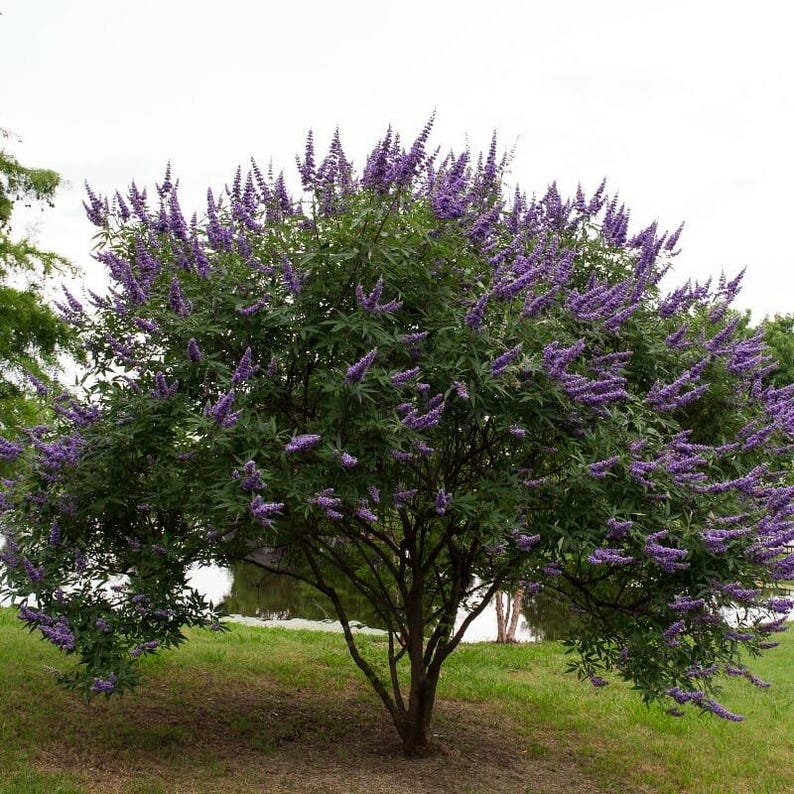 Chaste Tree Lot of 10 or 20 | Vitex Agnus-castus | Organic Small Trees ...